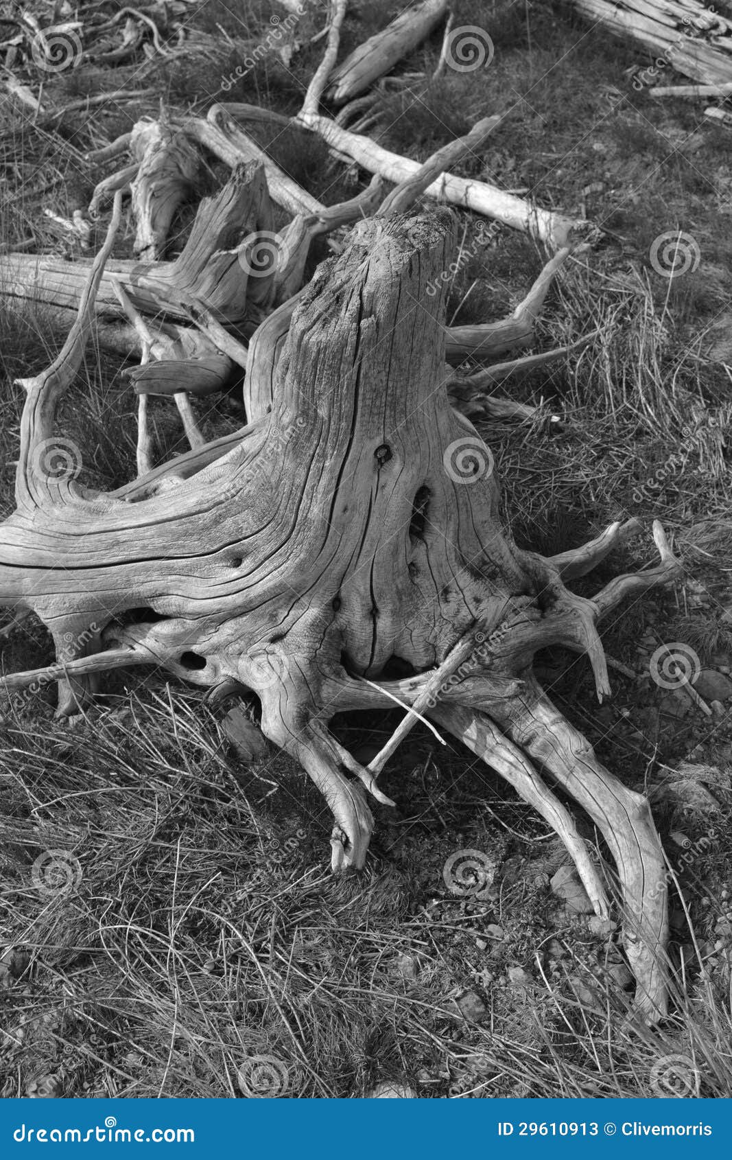Stump stock image. Image of mysterious, strange, twisted - 29610913
