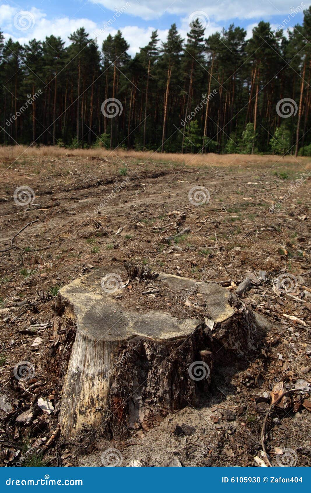 Stump stock photo. Image of tree, conservation, stump - 6105930