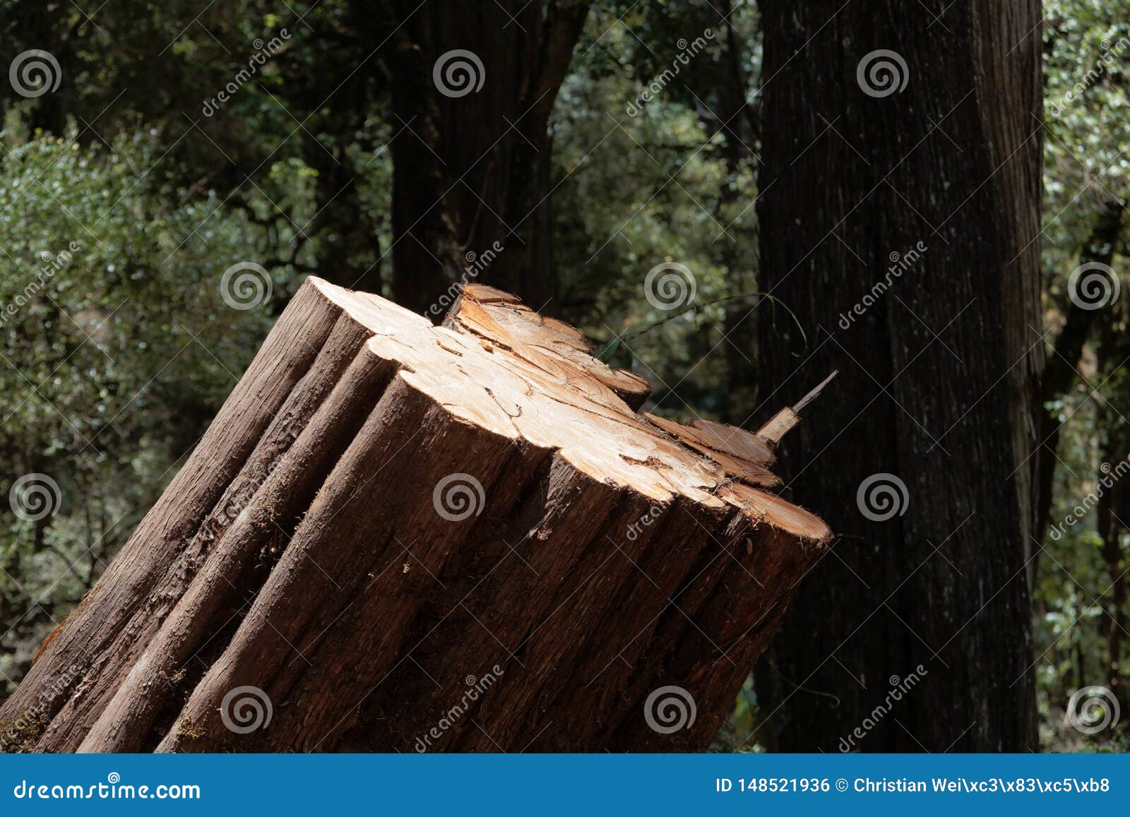 Stump of an African Juniper Tree, in a Forest in East Africa Stock ...