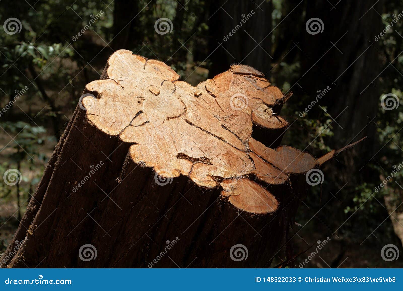 Stump Of An African Juniper Tree, In A Forest In East Africa Stock ...