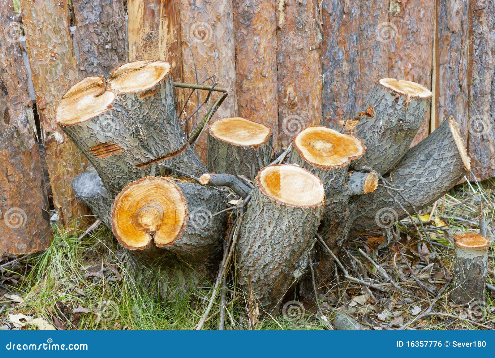 Stump of alder stock photo. Image of barbarity, village - 16357776