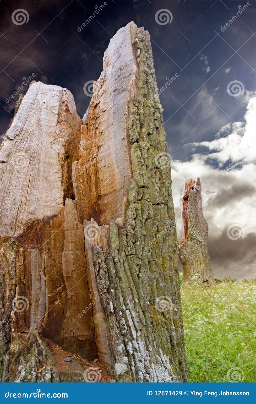 Stump of Ancient Broken Tree Stock Image - Image of depression, tree ...