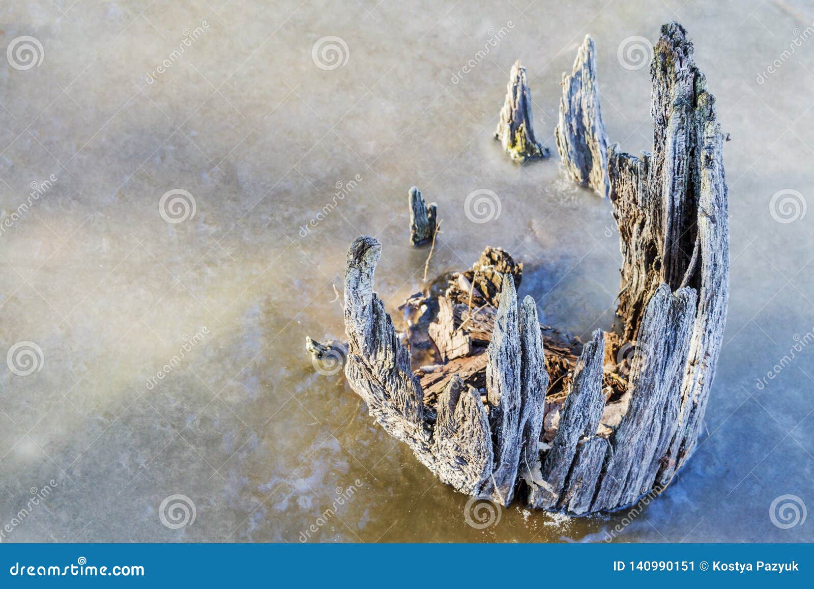 Stump of an Ancient Tree Sticks Out from Under the Ice Stock Image ...
