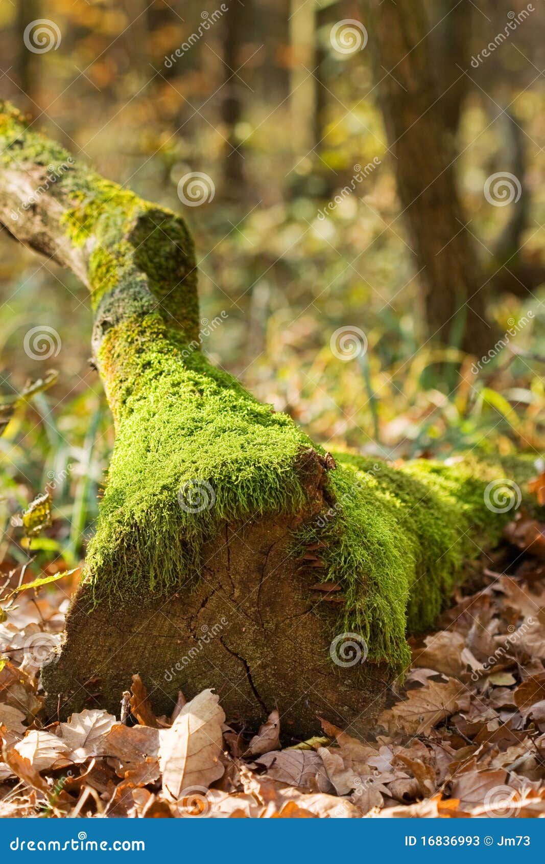 Stump in the autumn forest stock image. Image of leafs - 16836993