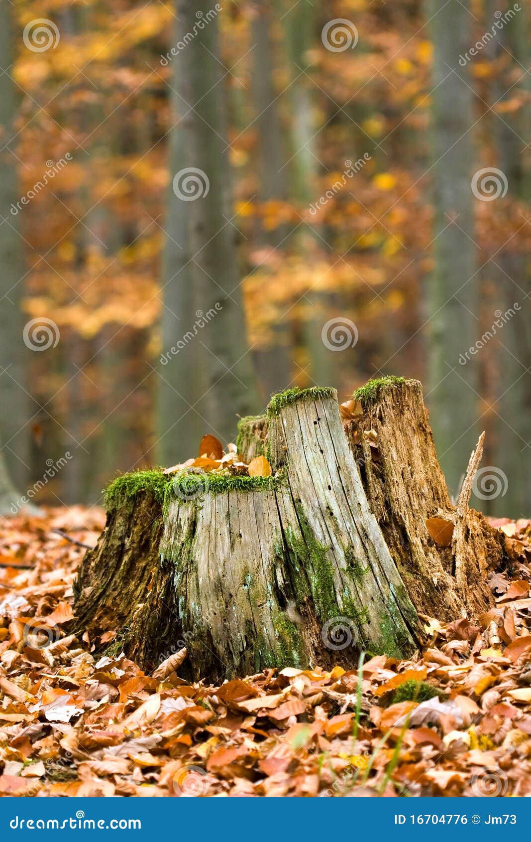 Stump in the autumn woods stock photo. Image of perspective - 16704776