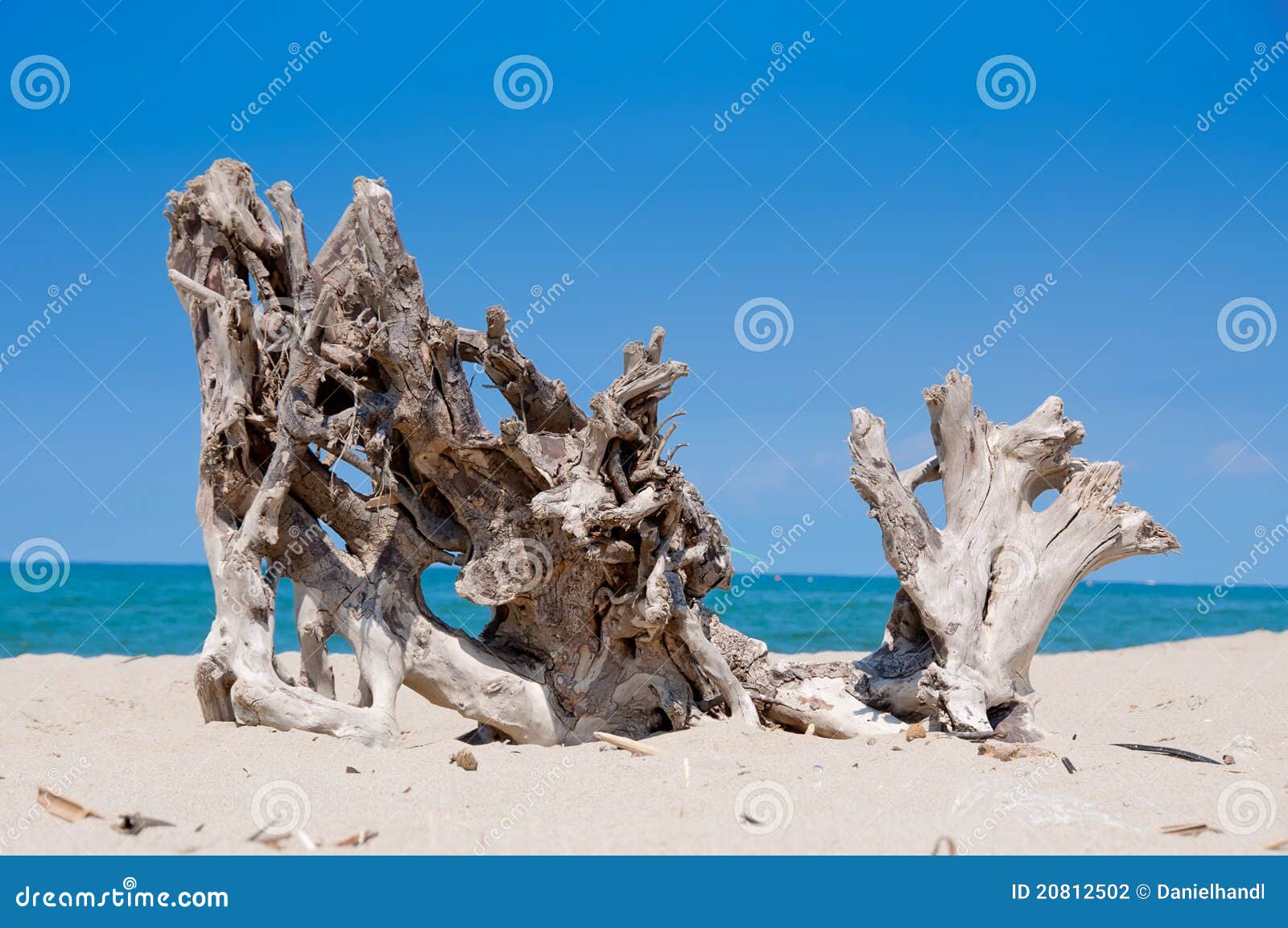 Stump on the beach stock photo. Image of stump, bent - 20812502