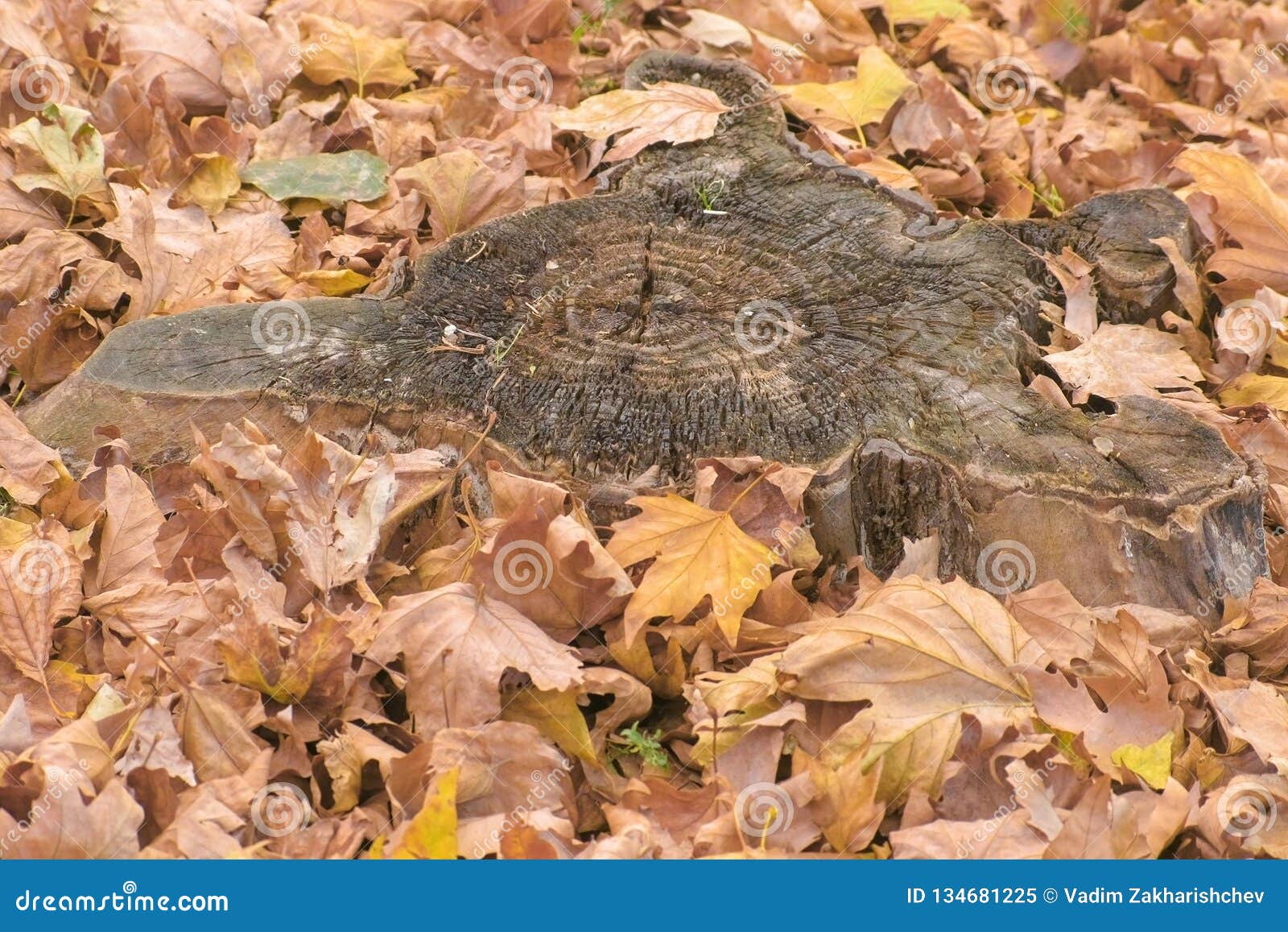 Stump Beautiful Shape among the Yellow Leaves in the Fall. Stock Image ...
