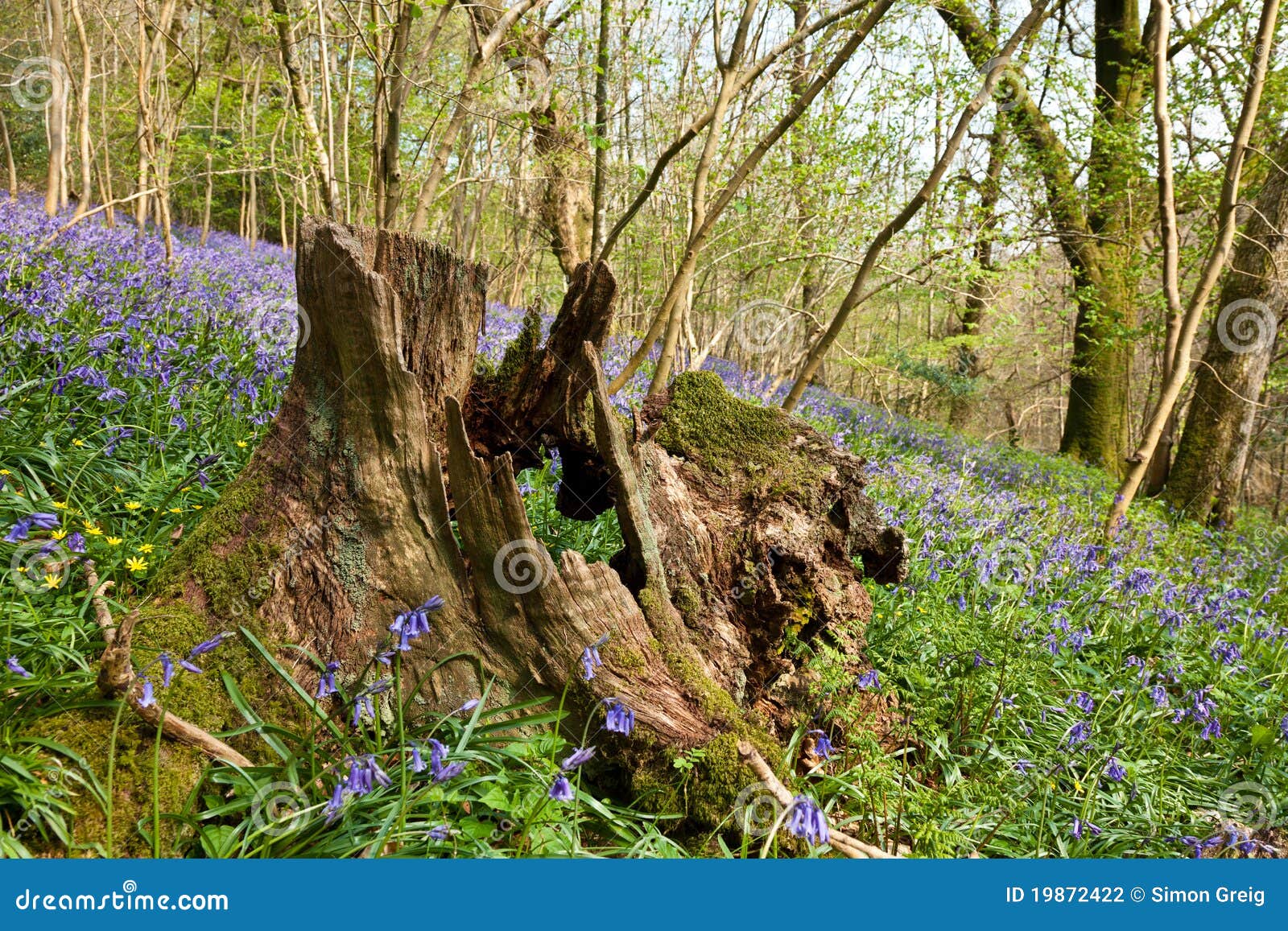 Stump in the Bluebell Wood stock photo. Image of spring - 19872422