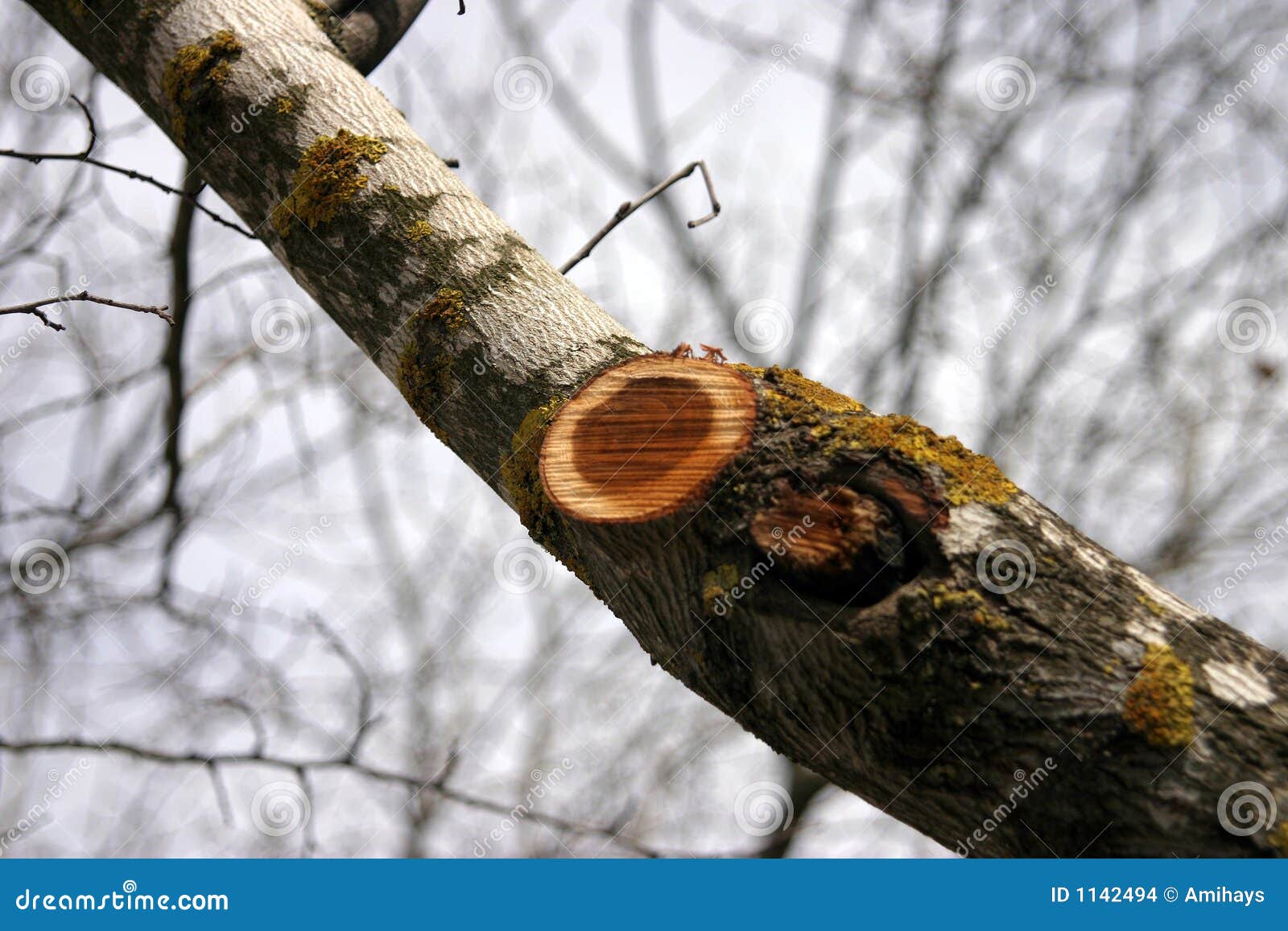 Stump of branch stock photo. Image of wood, branch, life - 1142494