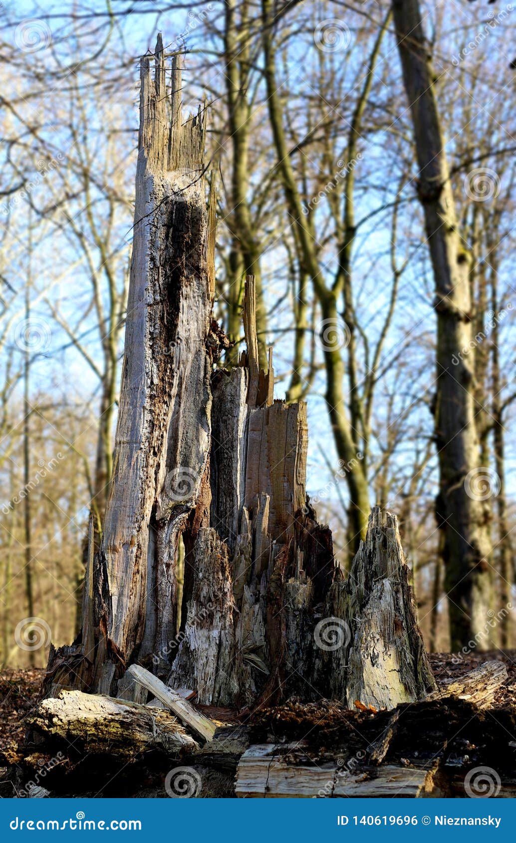 Stump of broken tree stock photo. Image of broken, tree - 140619696
