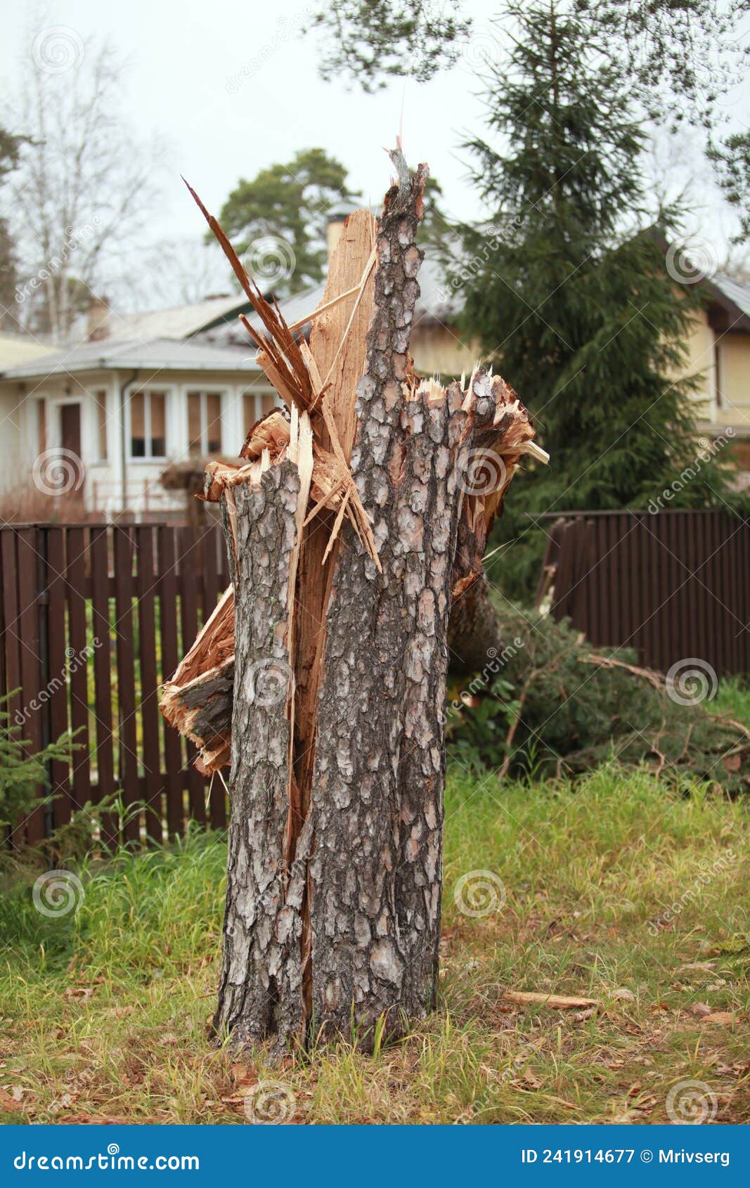 Stump Broken by the Wind Tree Stock Image - Image of nature, tree ...
