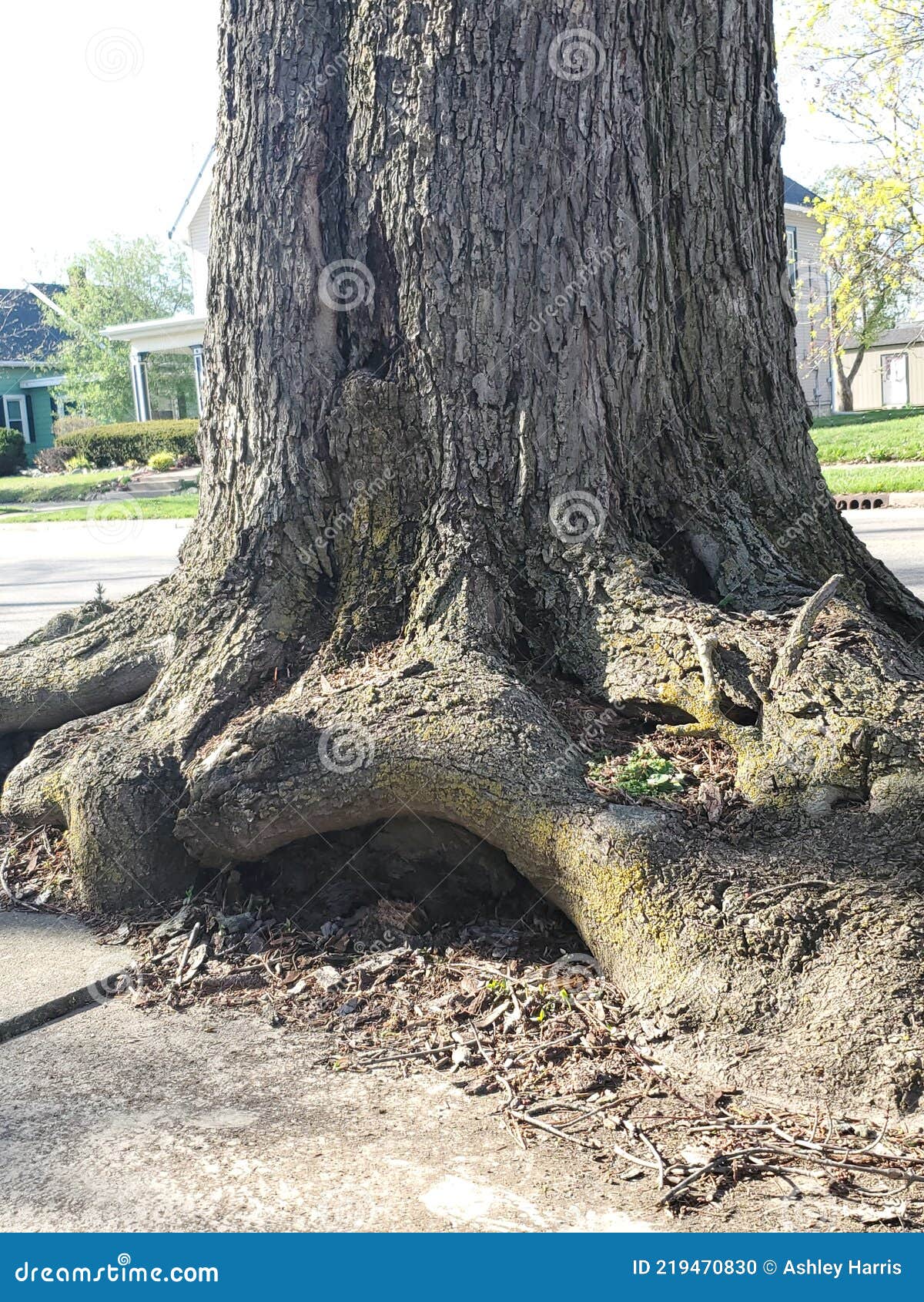Stump with a bump stock photo. Image of tree, nature - 219470830