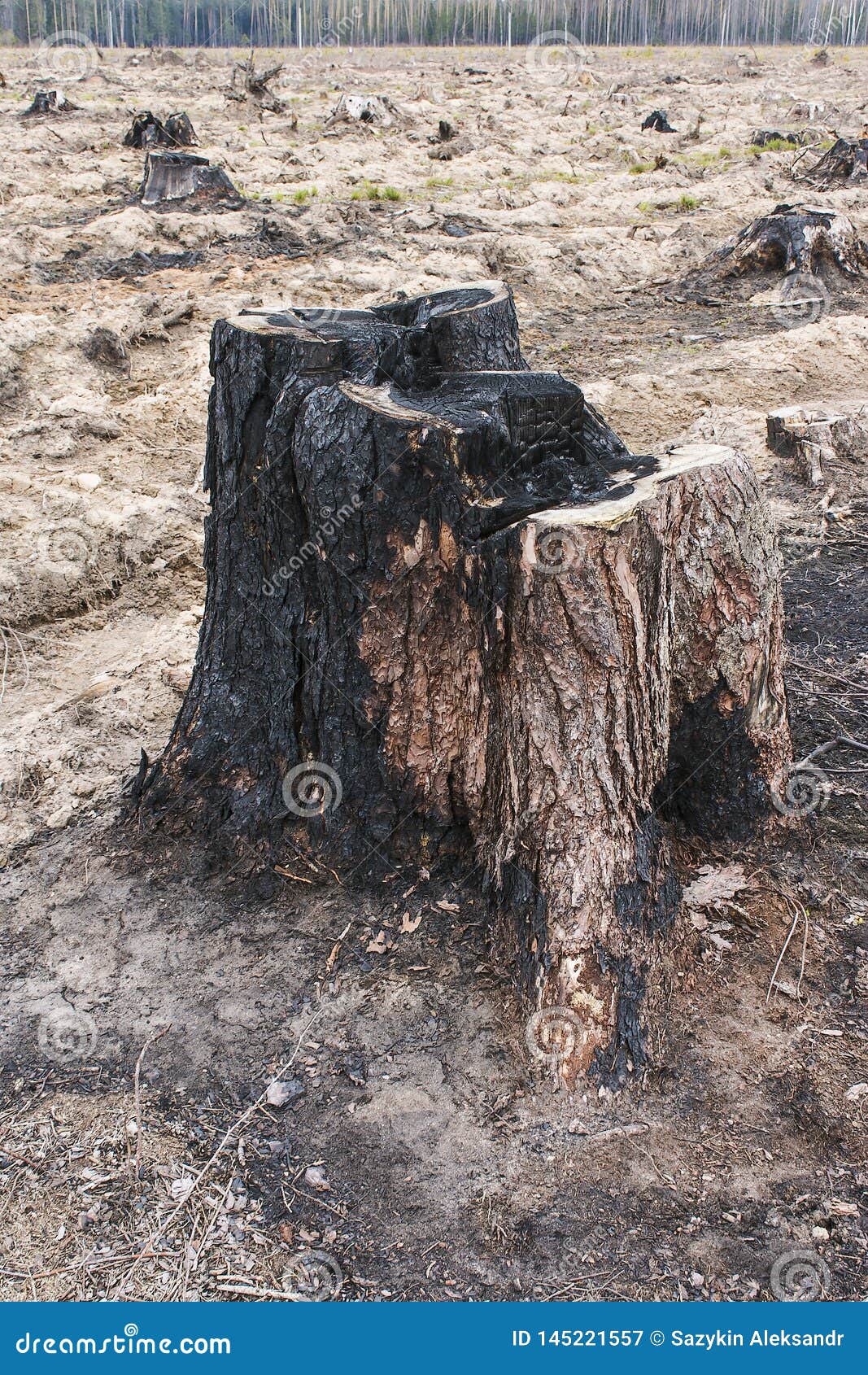 The Stump of the Burned Down Old Cut Tree Costs Burned Down in the ...