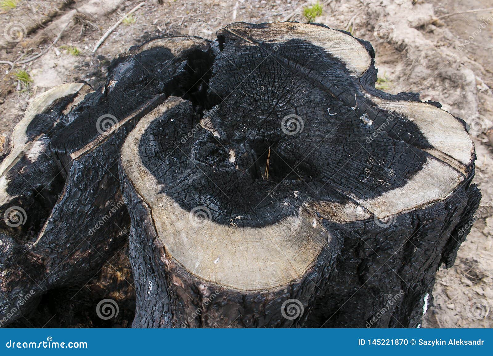 The Stump of the Burned Down Old Cut Tree Costs Burned Down in the ...