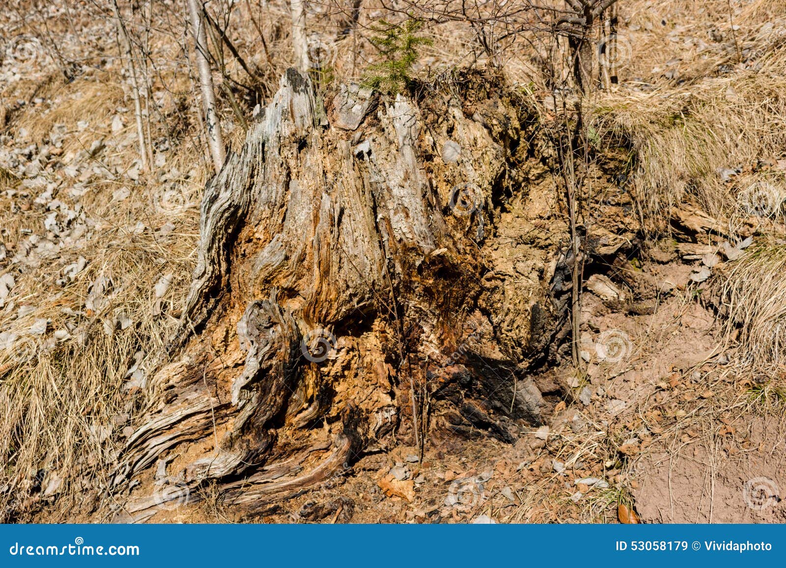 Stump on Carpet of Fall Leaves and Blades of Grass Stock Image - Image ...