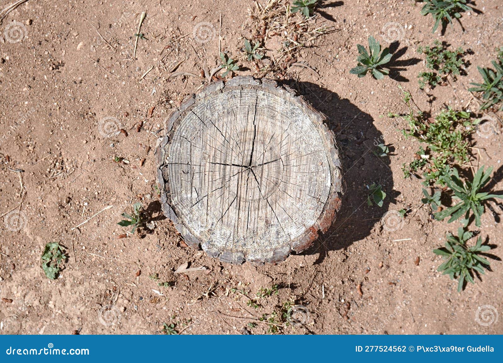 Stump of a Chopped Down Tree Stock Photo - Image of trunk, years: 277524562