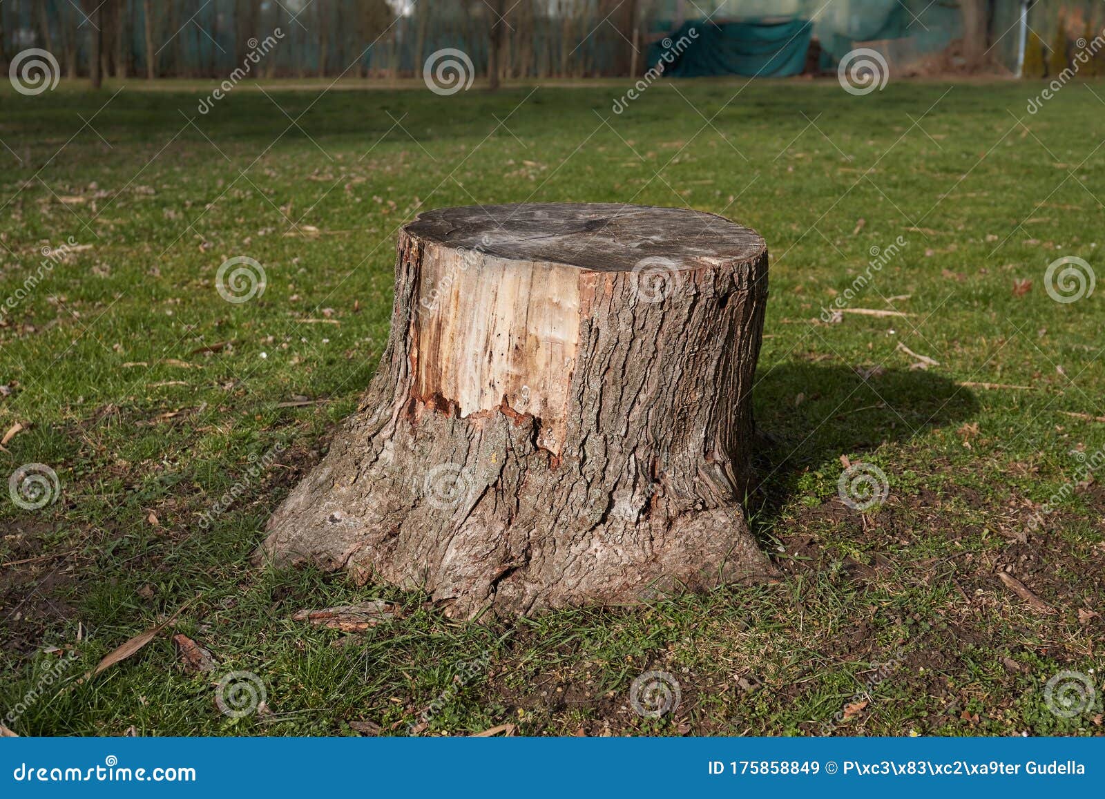 Stump of a chopped tree stock image. Image of chopped - 175858849