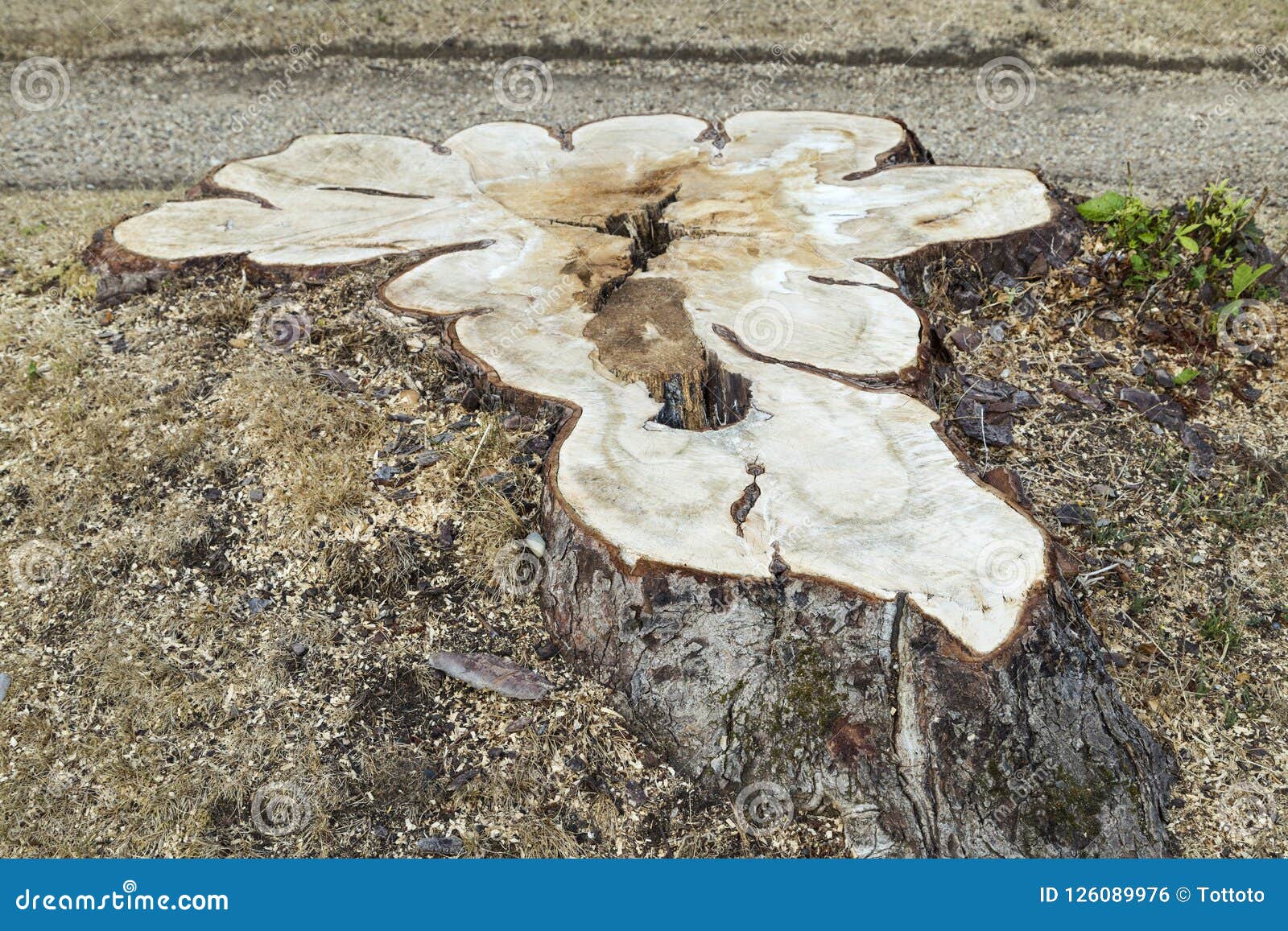 Stump close up stock photo. Image of life, forest, brown - 126089976