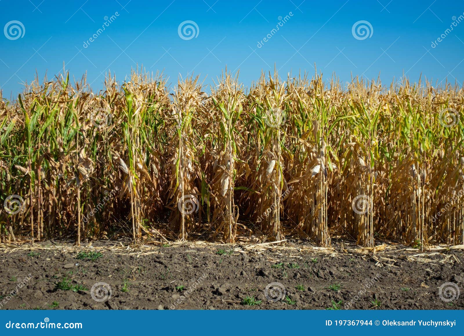 Stump of Corn Full of Grain in the Field Stock Photo - Image of yellow ...