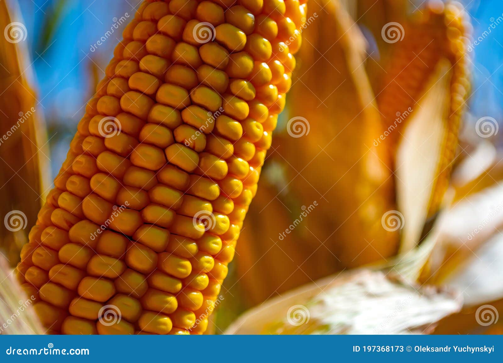 Stump of Corn Full of Grain in the Field Stock Image - Image of closeup ...