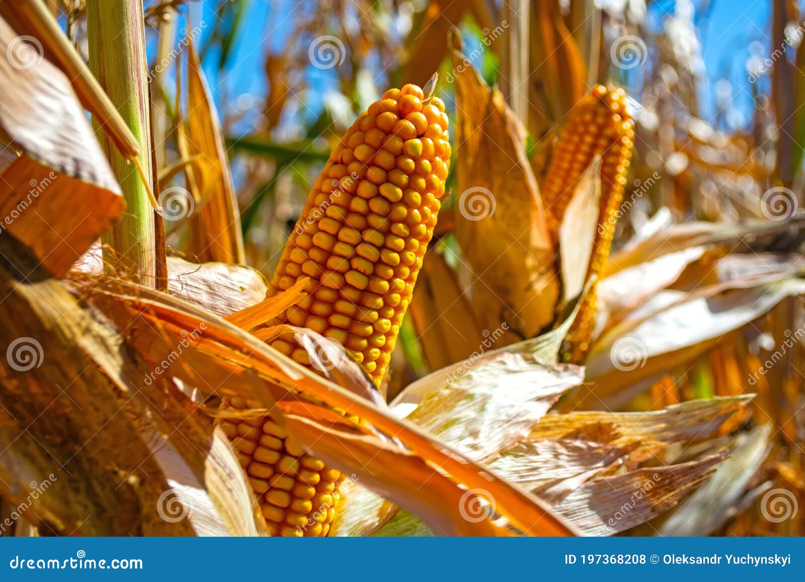Stump of Corn Full of Grain in the Field Stock Photo - Image of healthy ...