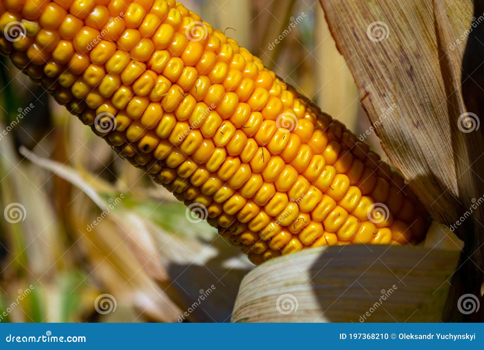 Stump of Corn Full of Grain in the Field Stock Photo - Image of energy ...