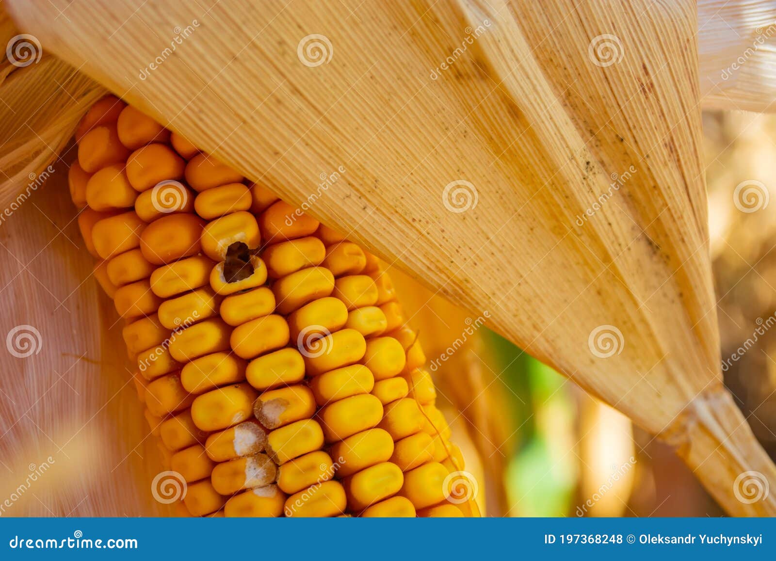 Stump of Corn Full of Grain in the Field Stock Photo - Image of grain ...