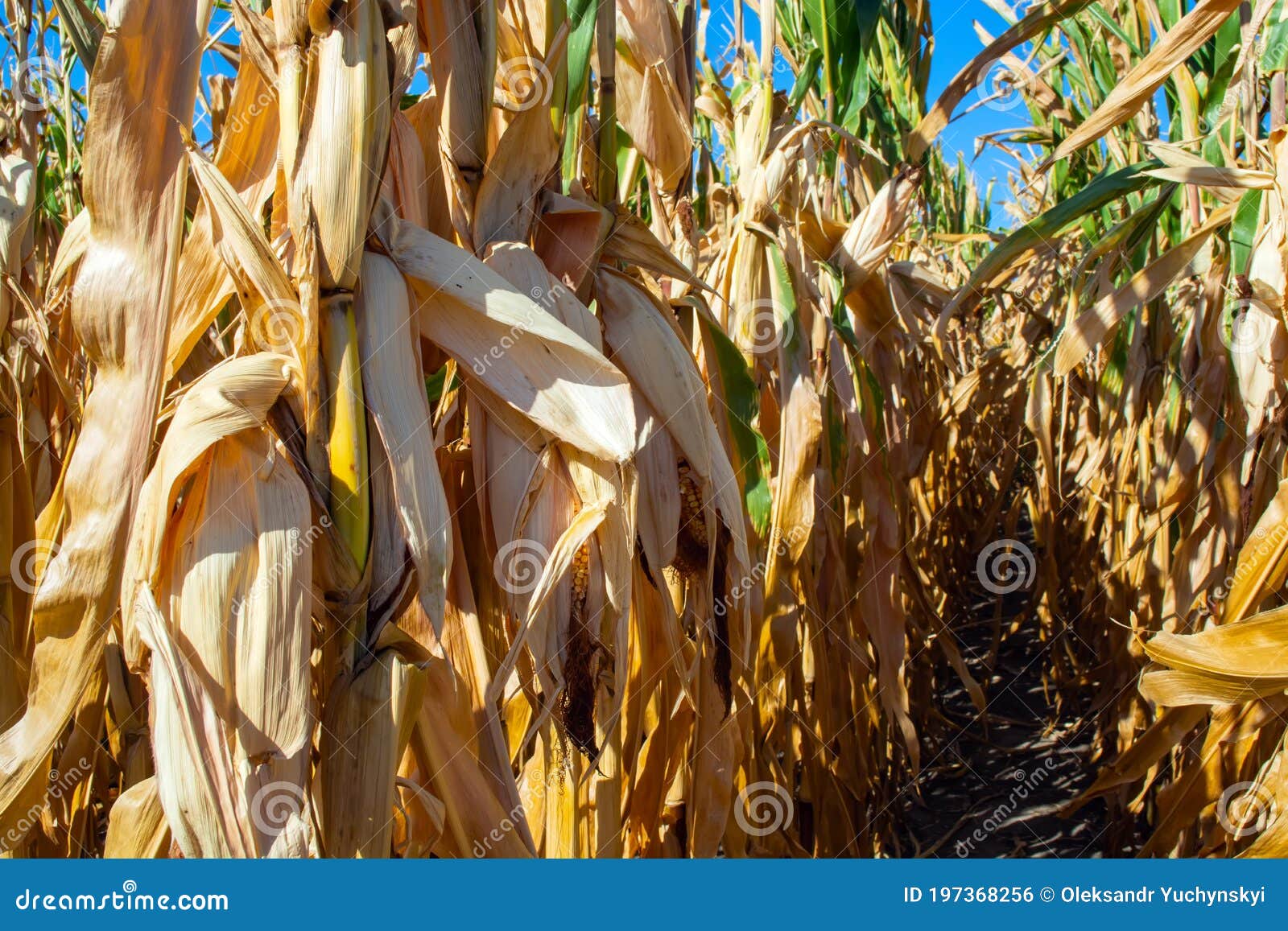 Stump of Corn Full of Grain in the Field Stock Photo - Image of plant ...