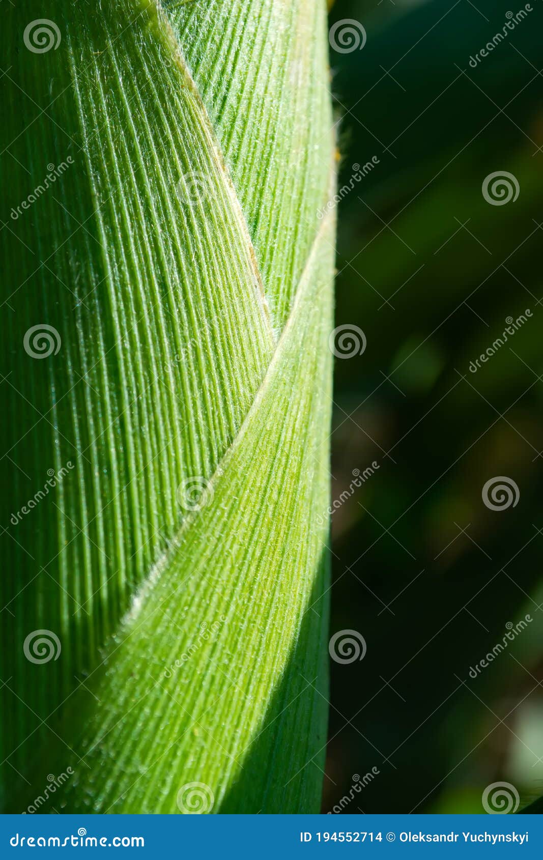 Stump of Corn Full of Grain in the Field Stock Photo - Image of husk ...