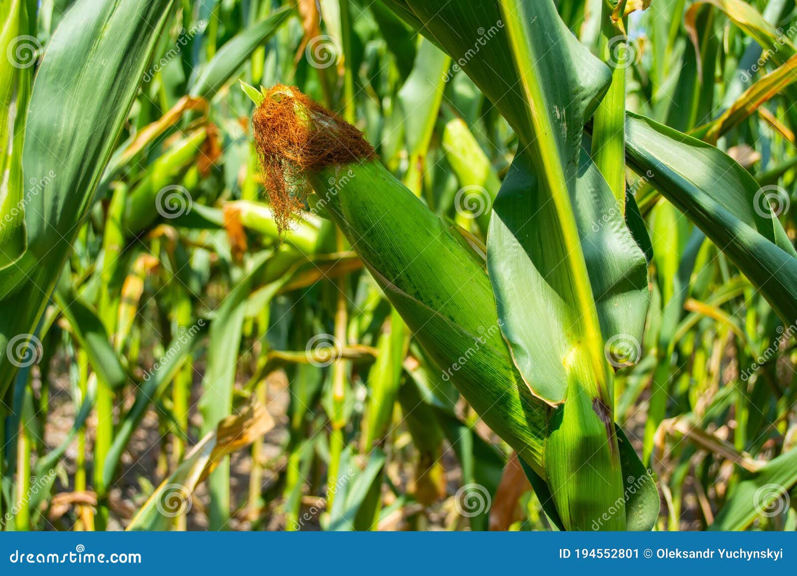 Stump of Corn Full of Grain in the Field Stock Image - Image of organic ...