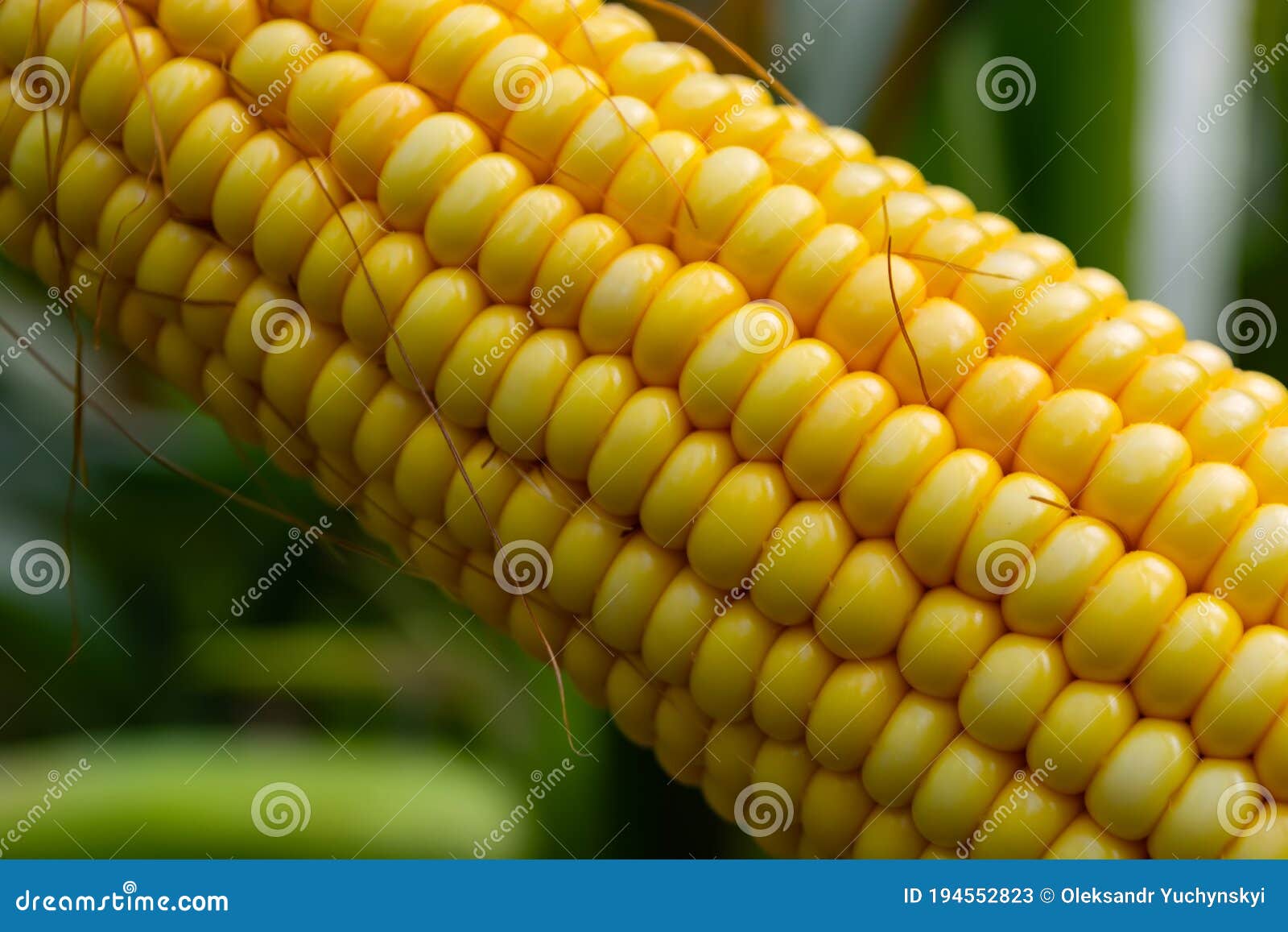 Stump of Corn Full of Grain in the Field Stock Image - Image of organic ...