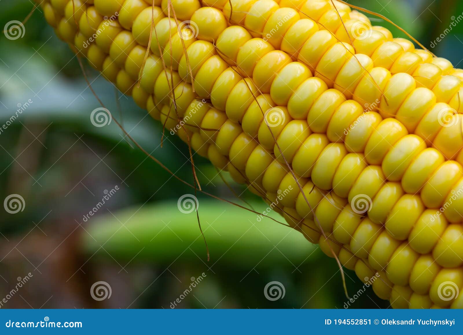 Stump of Corn Full of Grain in the Field Stock Image - Image of growing ...