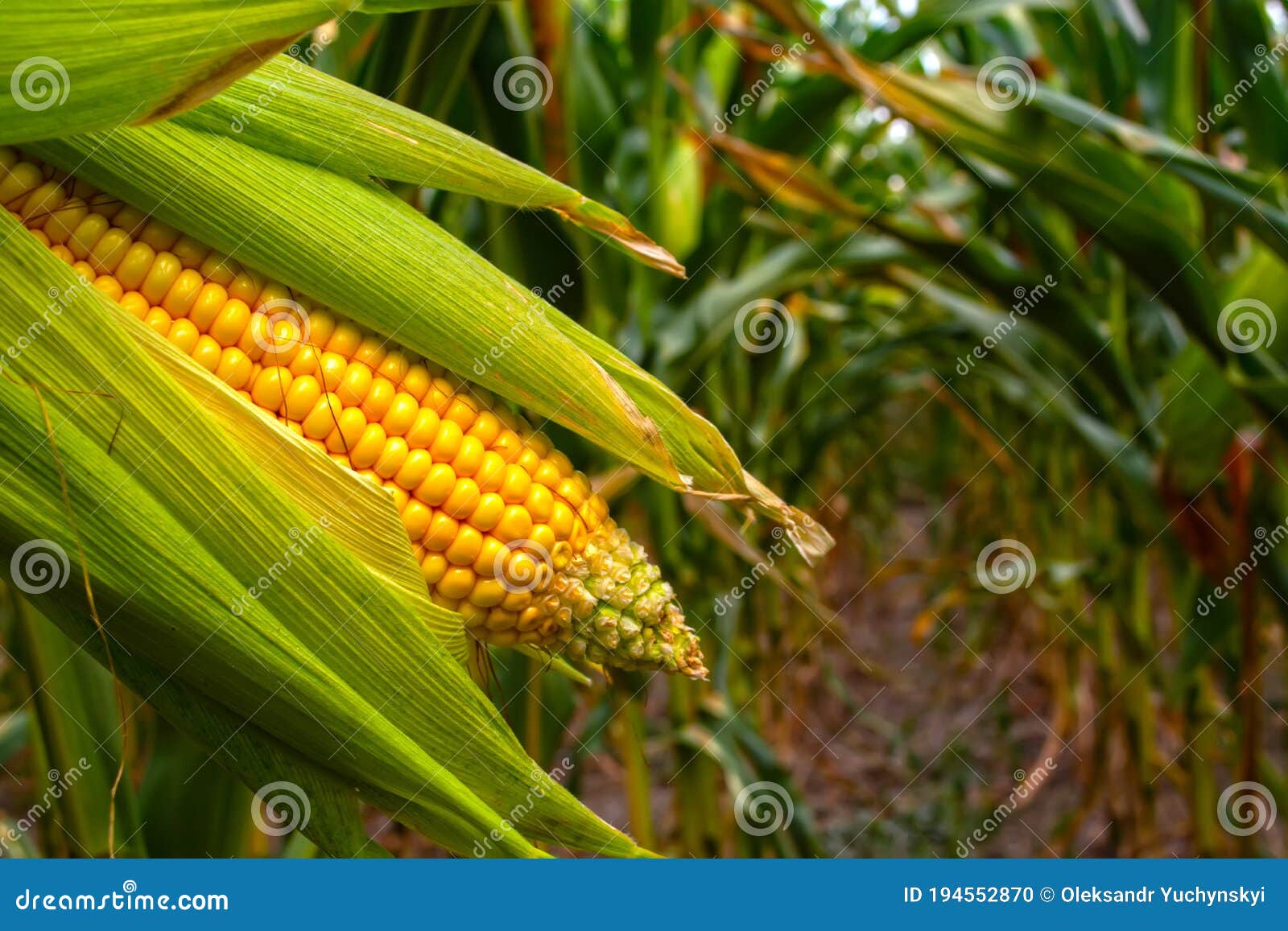 Stump of Corn Full of Grain in the Field Stock Photo - Image of summer ...