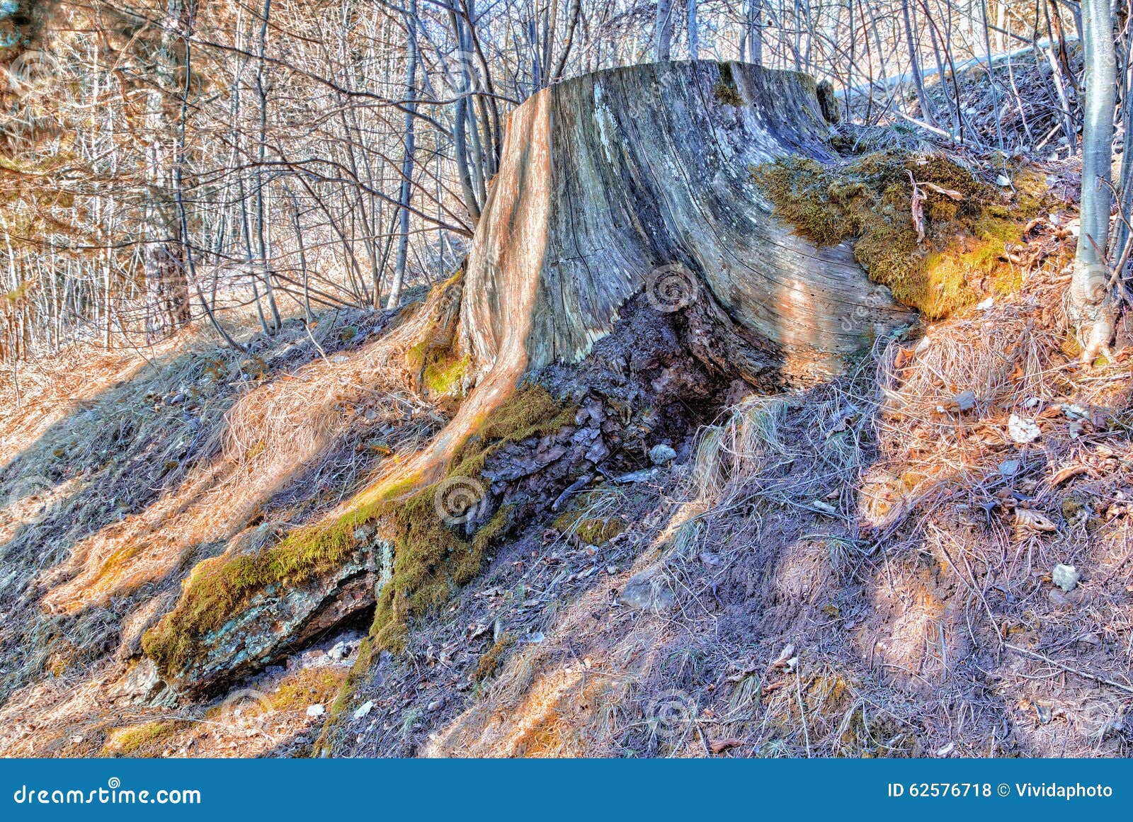 The Roots Of The Fallen Old Tree Were Coming Out Of The Ground ...