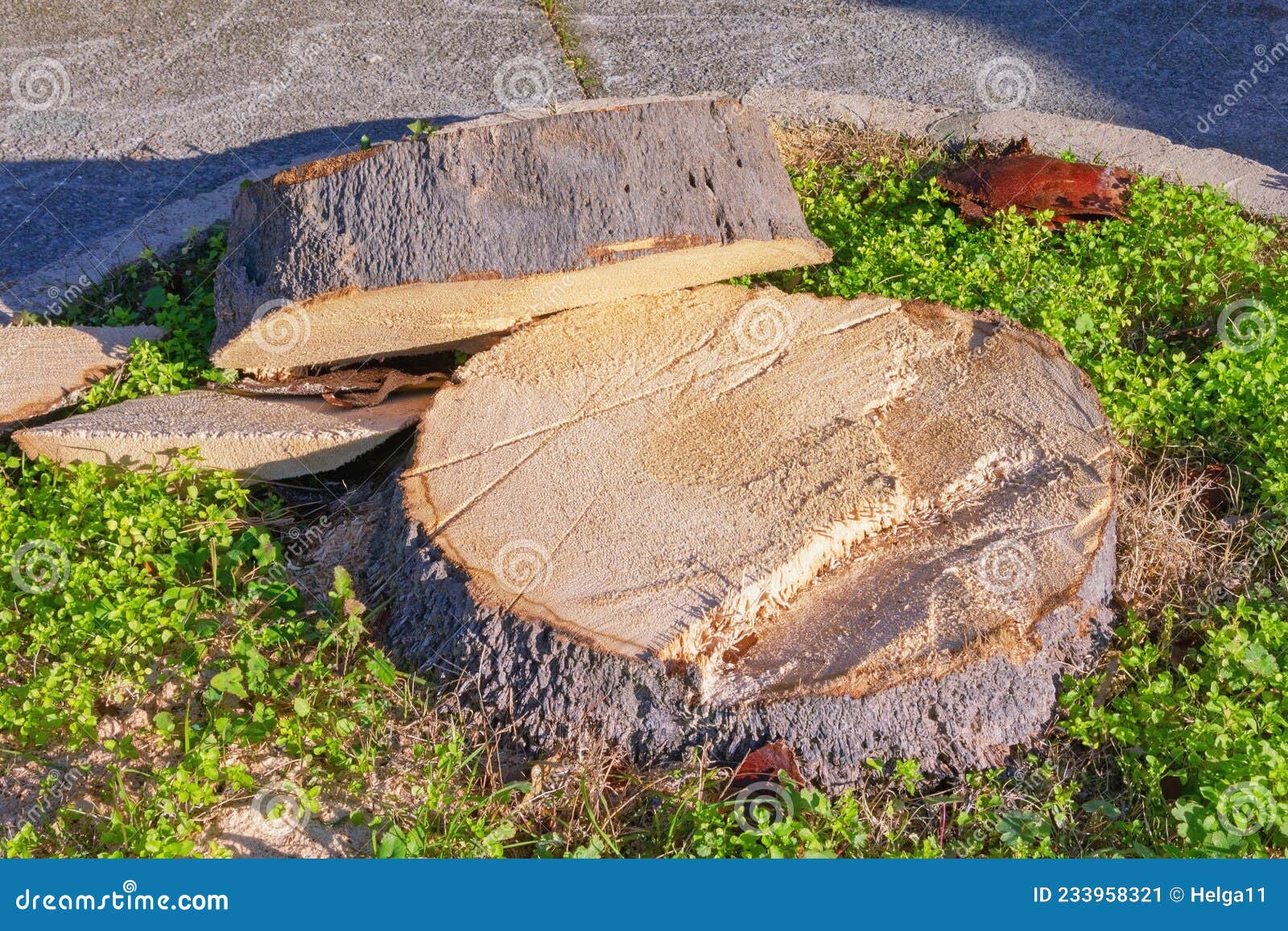 Stump and Cross Sections of Tree Trunk. Cutting of Old Palm Tree Stock ...