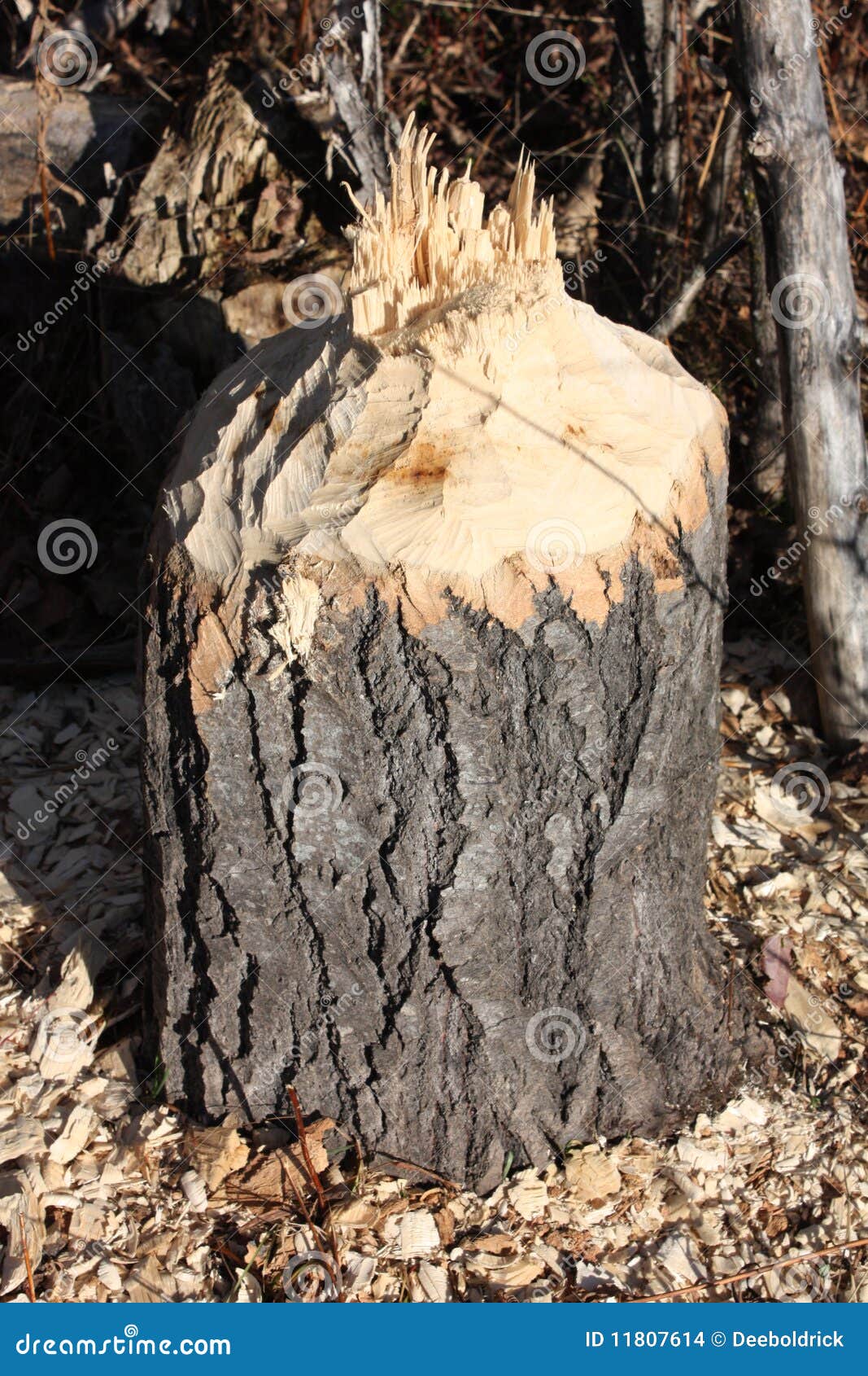 Stump cut by beaver stock photo. Image of maple, photograph - 11807614