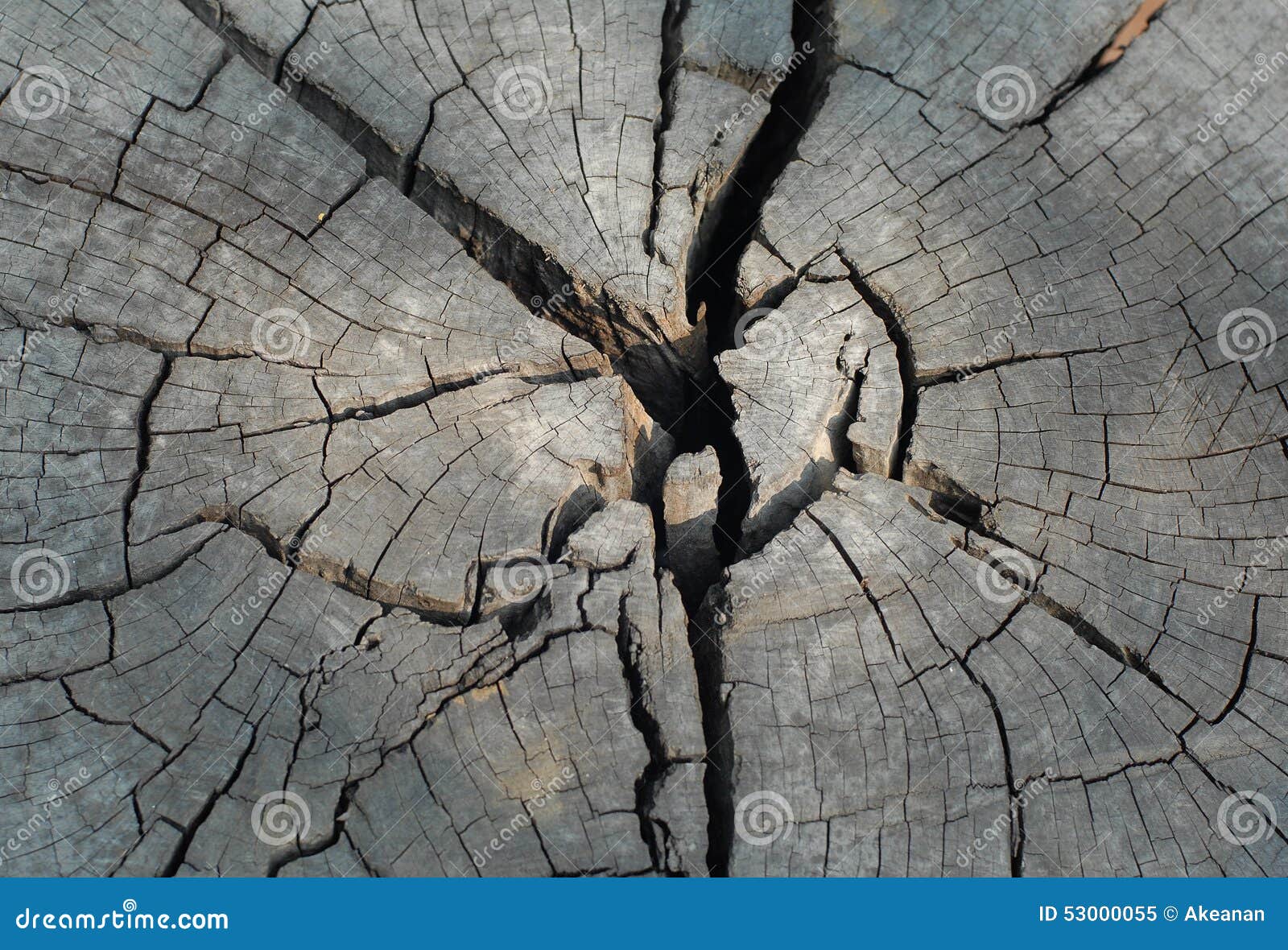379 Big Crack Tree Stump Stock Photos - Free & Royalty-Free Stock ...