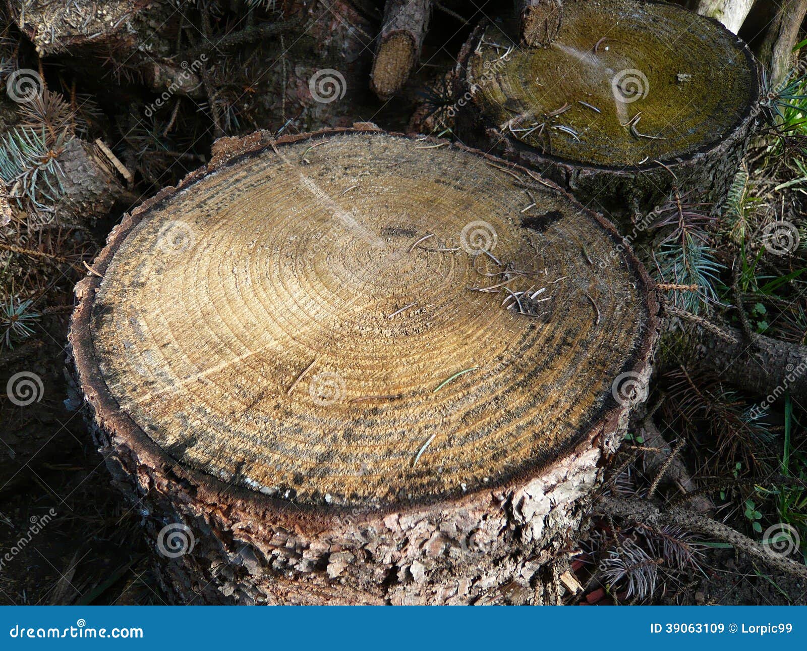 Stump stock image. Image of trees, flowers, flora, grass - 39063109