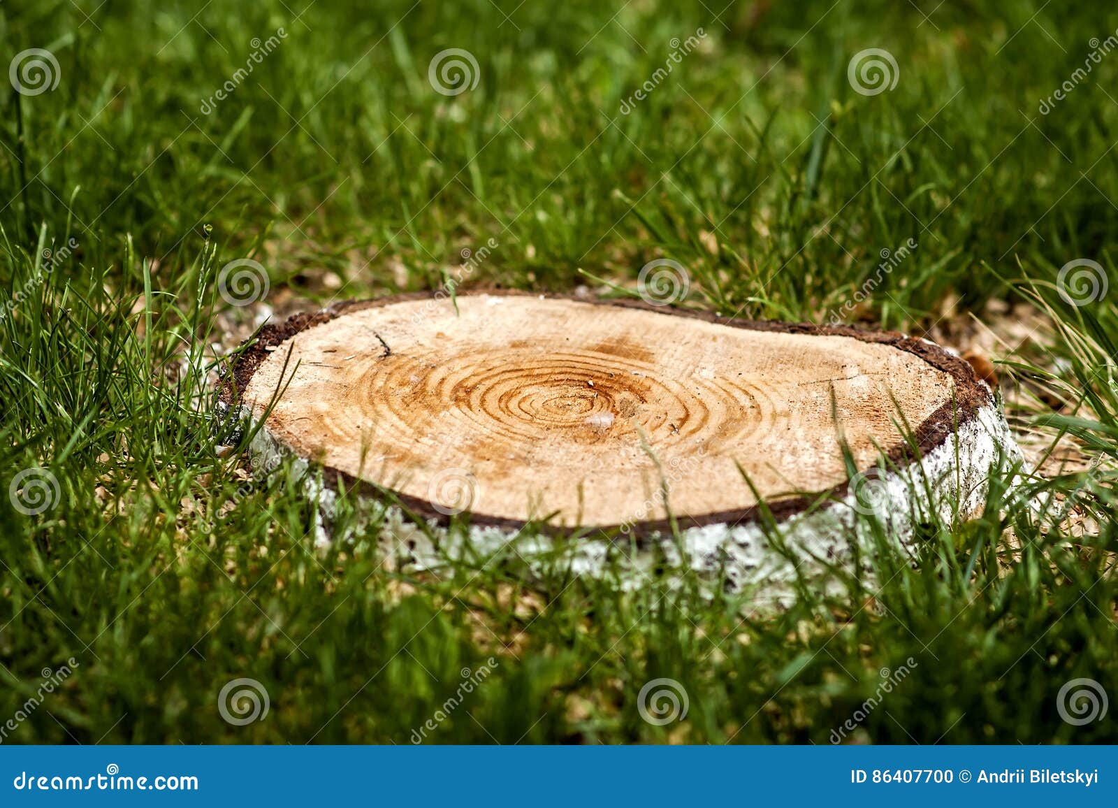 Stump of a Cut Down Tree in Green Grass. Deforestation Problem C Stock ...