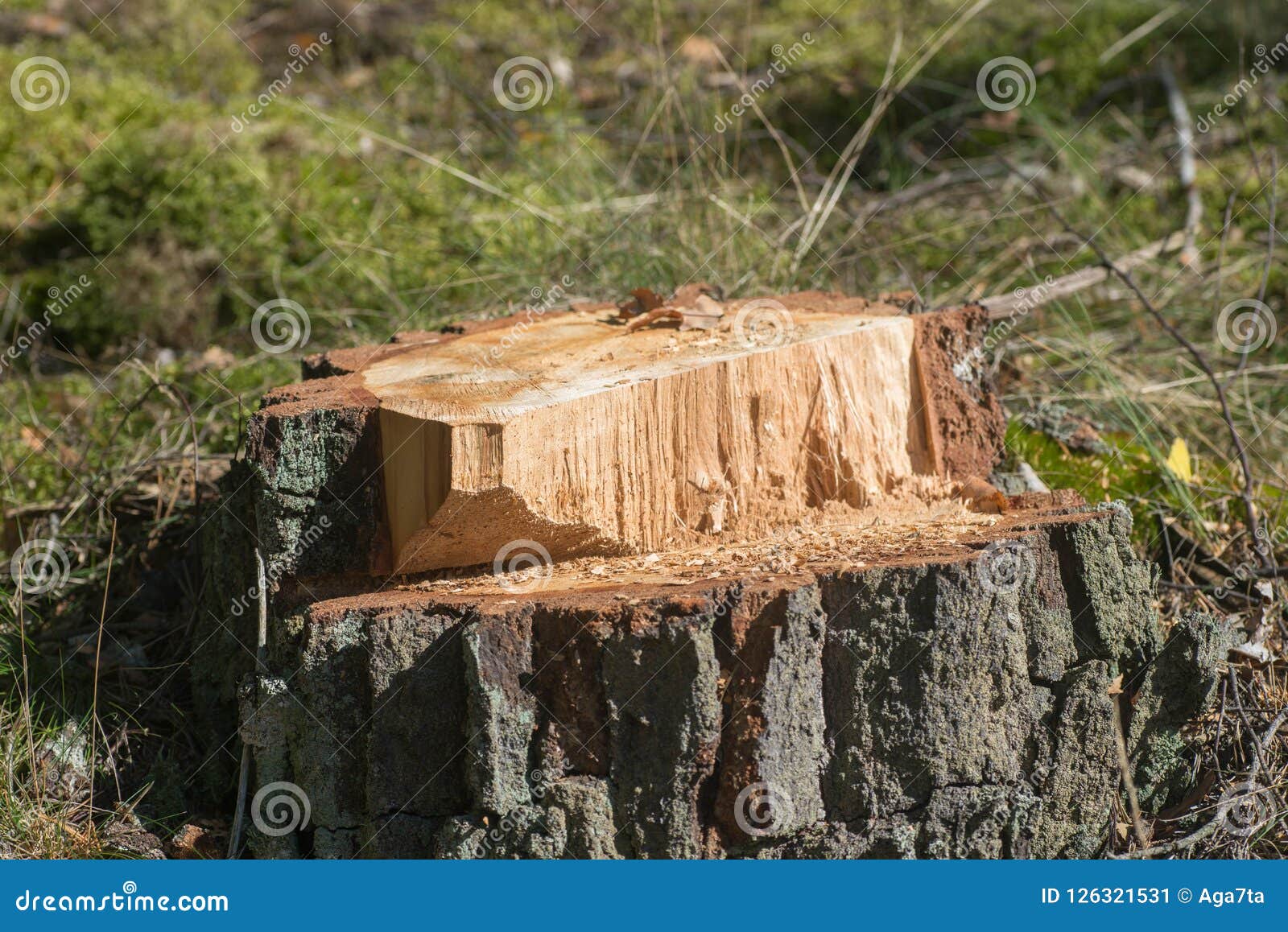 Stump of cut oak tree stock image. Image of hardwood - 126321531
