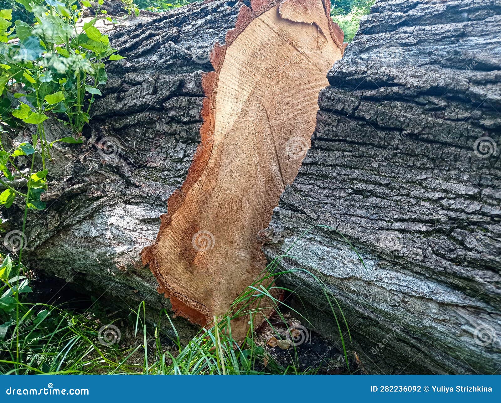 Stumps of a cut old tree stock photo. Image of outdoors - 282236092