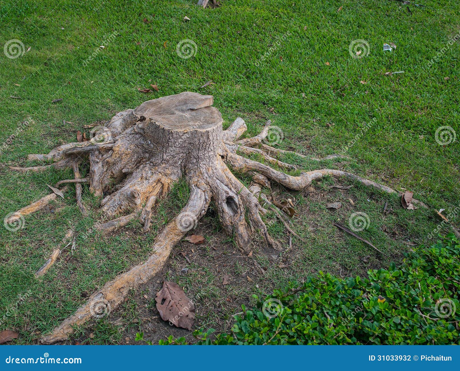 Stump stock photo. Image of roots, branches, tree, stool - 31033932