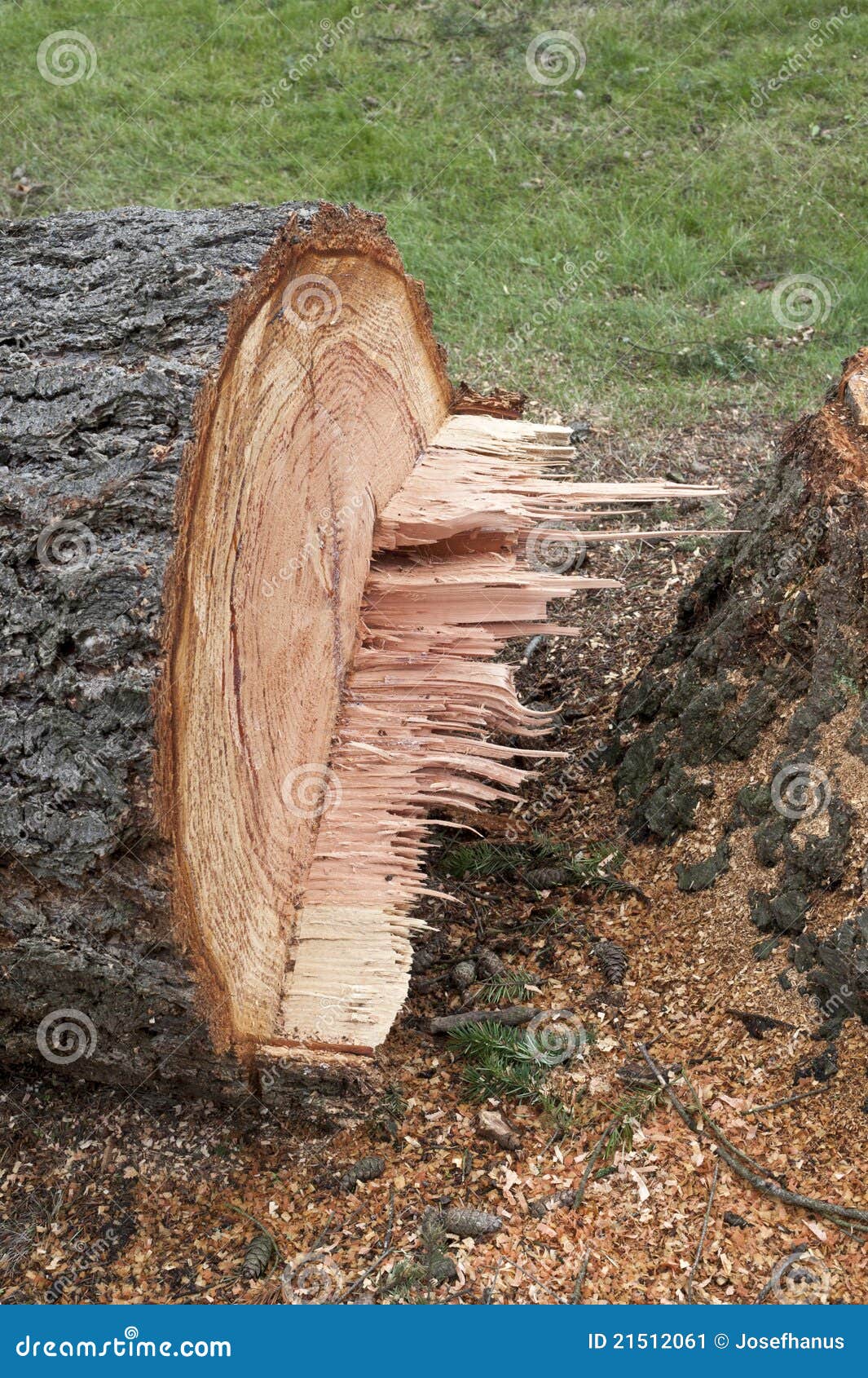 Stub Of Aged Tree Royalty-Free Stock Photo | CartoonDealer.com #44595789