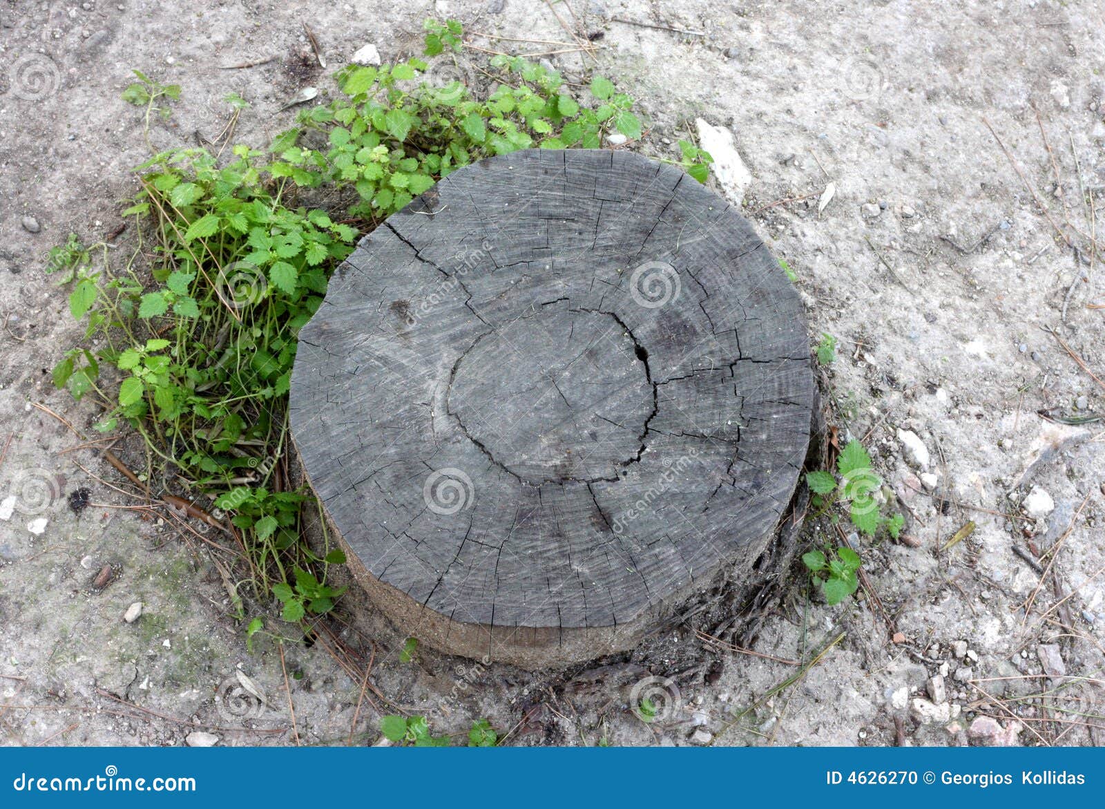 Stump of a cut tree stock photo. Image of wooden, wood - 4626270