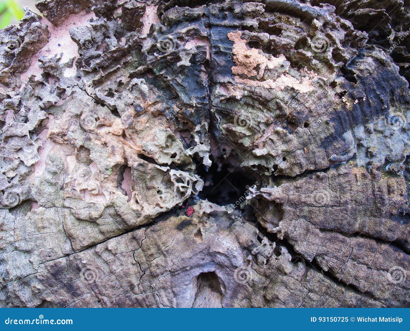 Stump Decay in the Garden stock image. Image of summer - 93150725