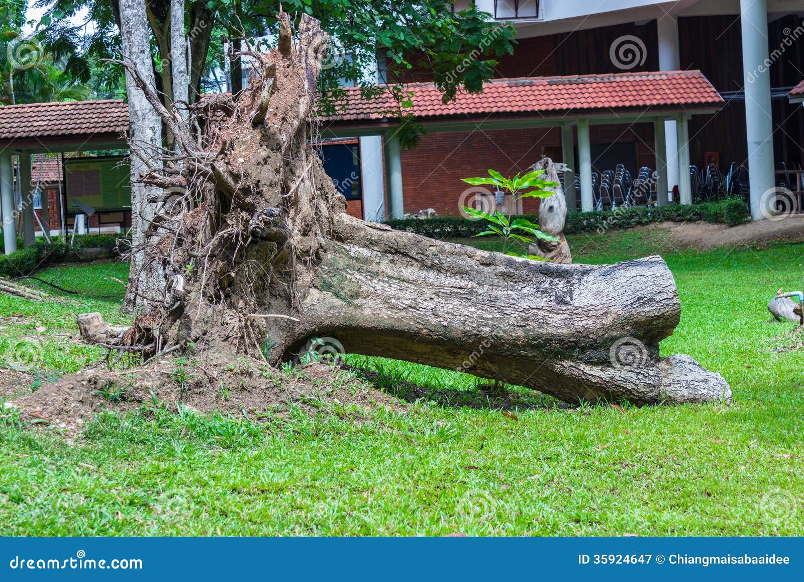 Stump stock image. Image of humanoid, plant, jungle, primary - 35924647