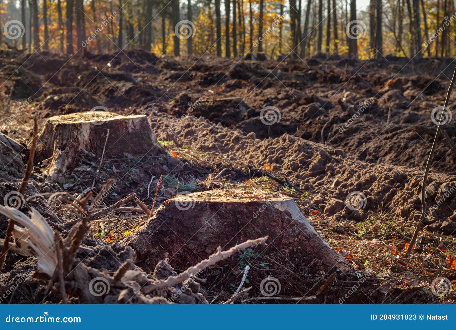 Stump after Deforestation Against a Forest Background Stock Image ...