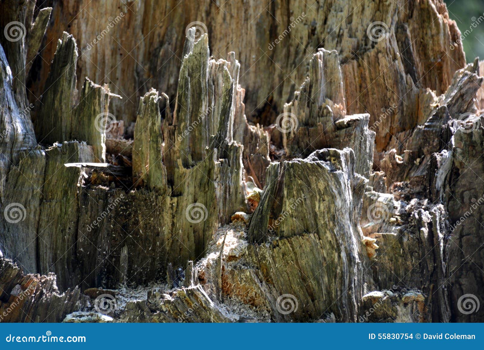 Stump detail stock photo. Image of forest, resemble, mountain - 55830754
