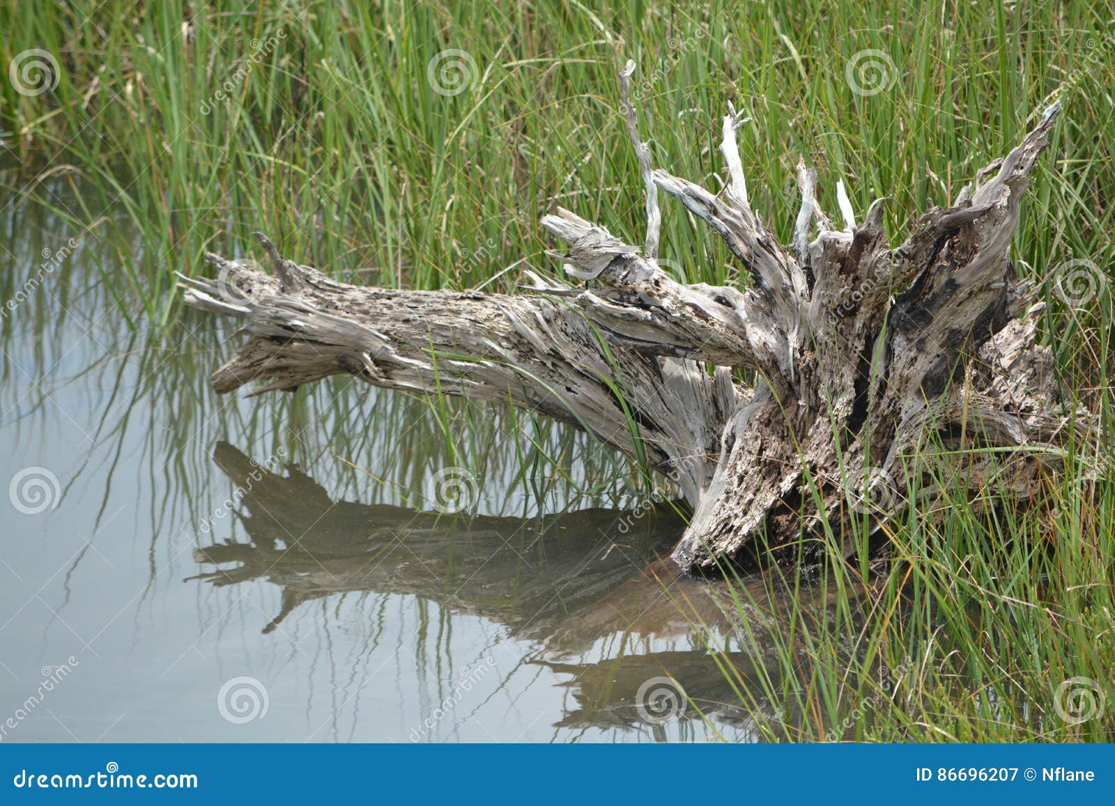 A Stump on the Edge of a Stream in Northern Florida Stock Image - Image ...