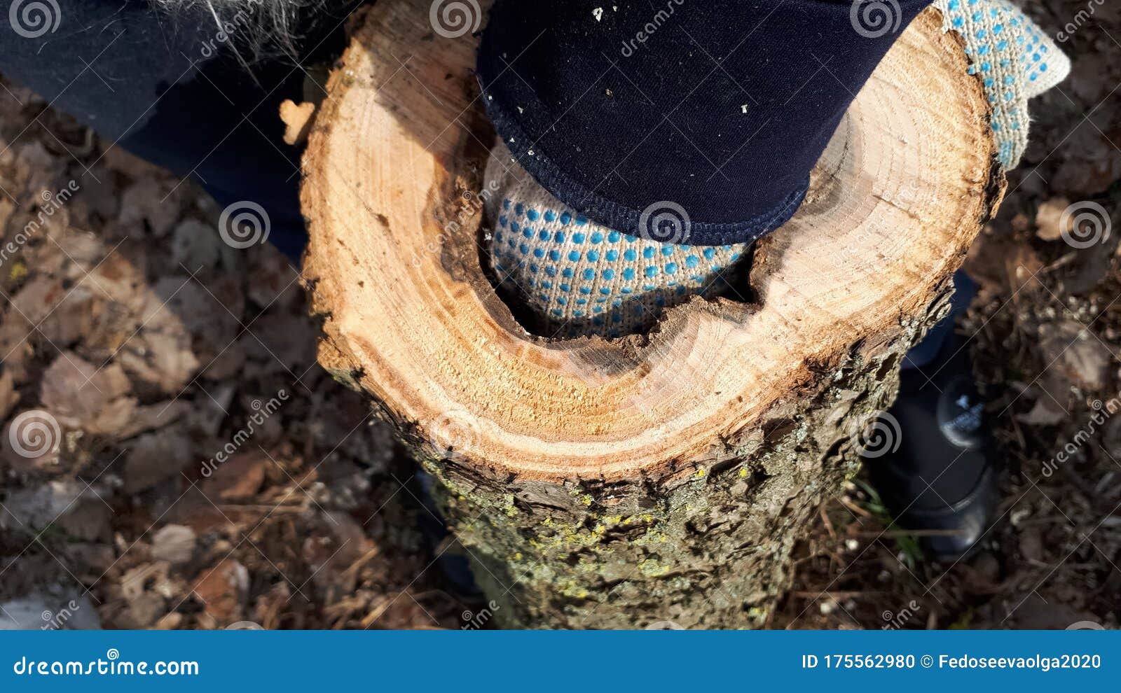 A Stump with an Empty Core. Put Your Hand in the Hollow of the Stump ...
